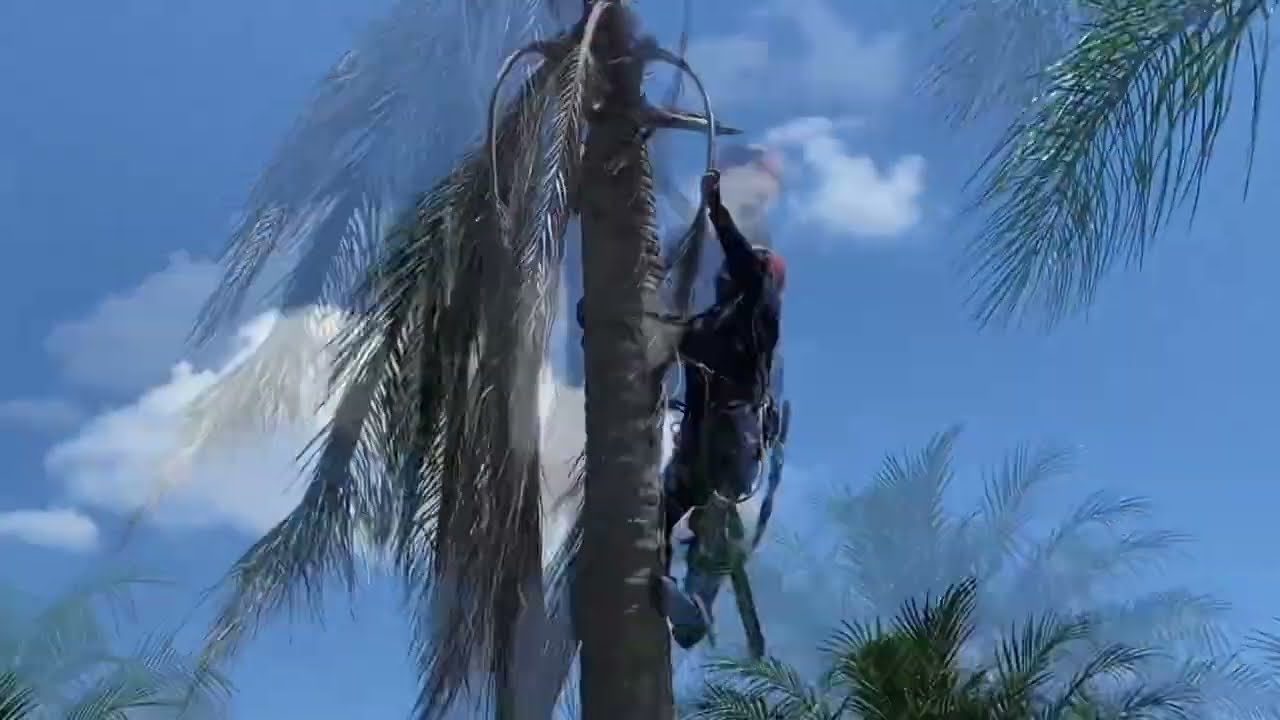 How To Save A Dying Palm Tree YouTube How To Save A Dying Palm Tree YouTube