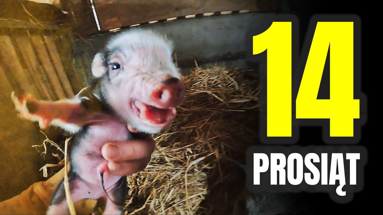 NARESZCIE !!! 🐖 URODZIŁA 14 PROSIAKÓW 🐖 + przykra sprawa z królikami 🥕 ...