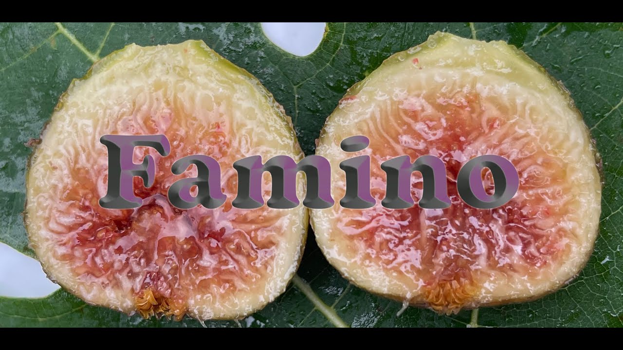 Famino - A very tasty fig; sweet caramel flavor - YouTube