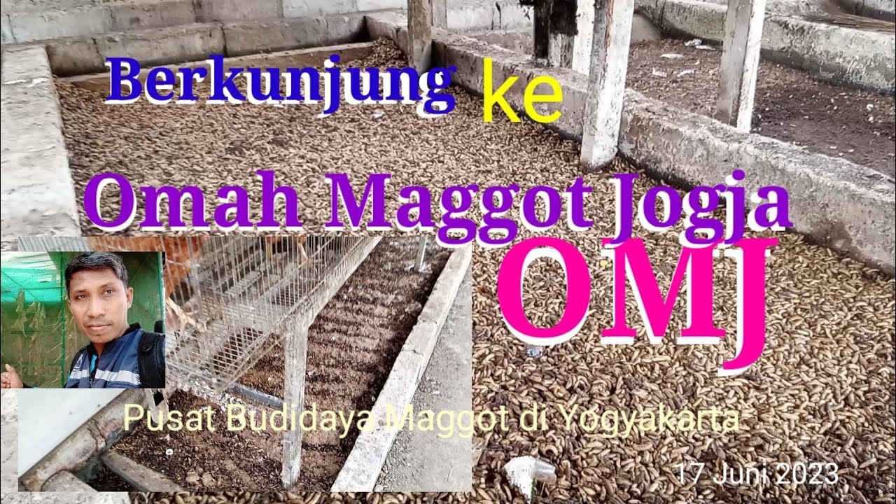 589.Berkunjung ke Omah Maggot Jogja (OMJ) untuk belajar cara budidaya ...