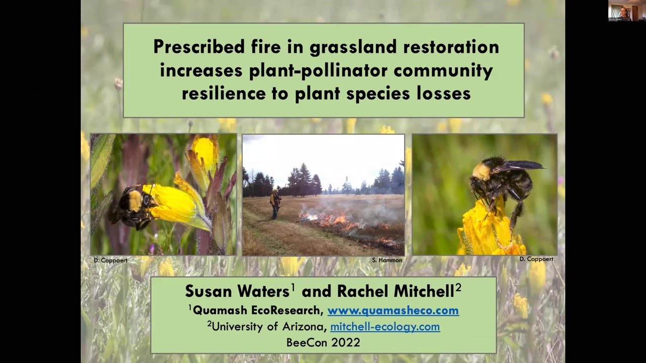 Prescribed fire in grasslands increases plant-pollinator resilience to ...
