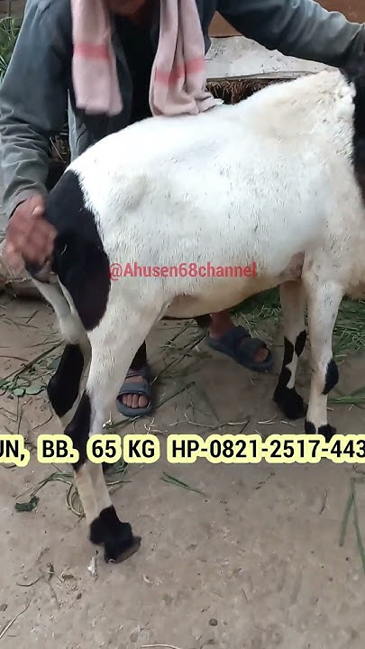 Domba garut kelas B, poel 6, BB. 65kg (021024) #shortvideo #sheep #dombaakiqah - YouTube