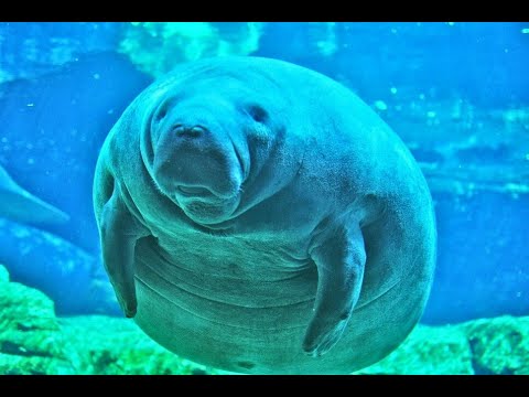 Zingende Zeekoe Trailer - YouTube