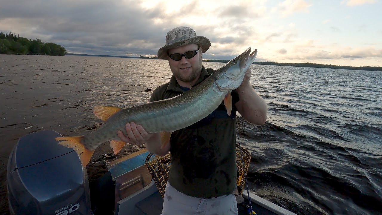 Lake Vermilion Sunrise Figure 8 Muskie on Mepp's Flashabou - YouTube