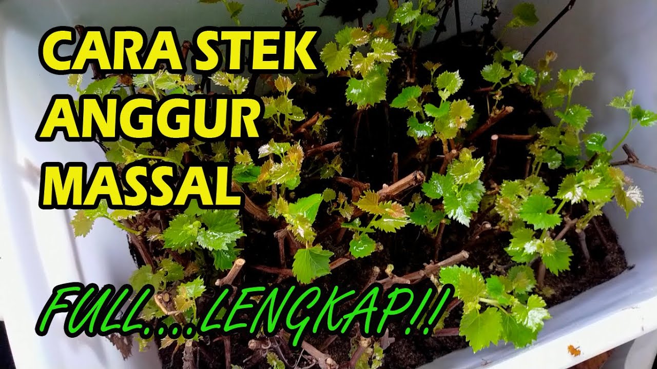 Terbongkar!! Cara Stek Anggur Secara Massal Hingga Tumbuh - YouTube