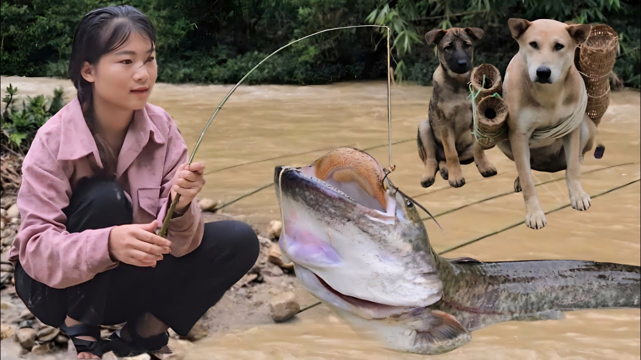 Two smart dogs and a Vietnamese girl go fishing for a living - ha thi ...