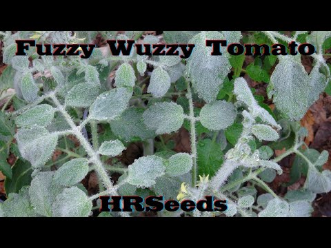 Why Are Tomato Plants Fuzzy