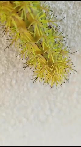 "Automeris io" se convierte a Polilla Ojos de Venado - YouTube