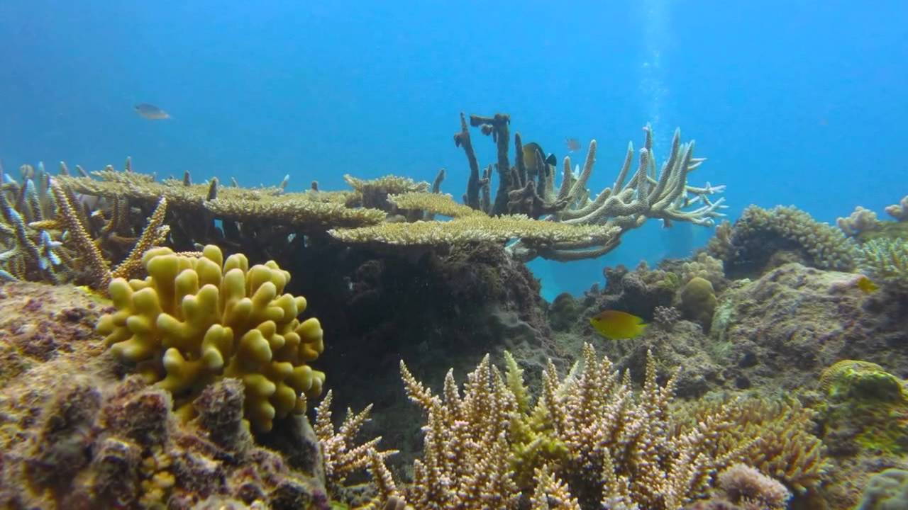 Deep Sea Divers Den November 2014 2 HD 720p 2 - YouTube