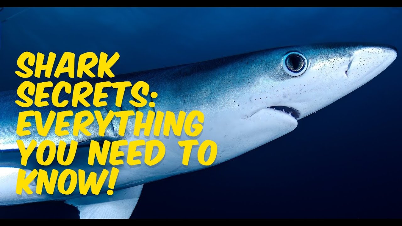Shark Secrets Everything You Need to Know - YouTube