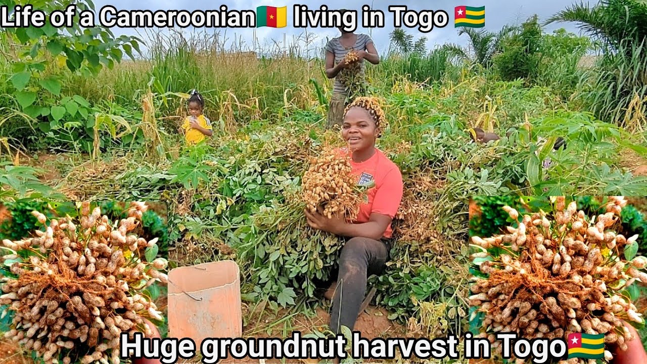 My huge groundnut farm harvest in Togo. life of a Cameroonian 🇨🇲 Farmer ...