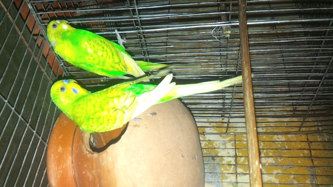 green spangle budgerigar - YouTube