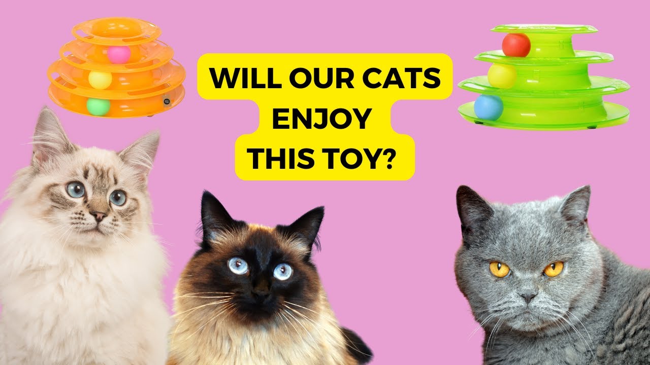 Watch our Cats Play Cat Toy Ball Track - YouTube