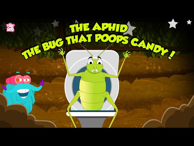 Aphid- The Bug That Poops Candy | Sap-Sucking Insects | Candy Pooping ... Aphid- The Bug That Poops Candy | Sap-Sucking Insects | Candy Pooping ...