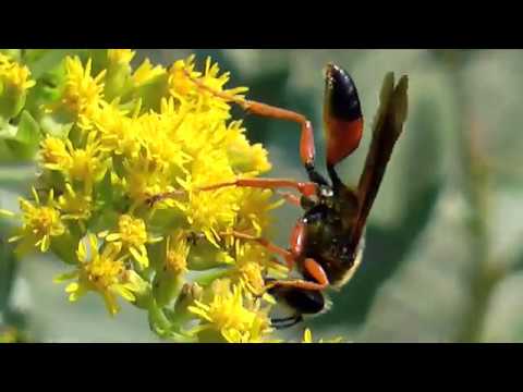 Great Golden Digger Wasp - YouTube