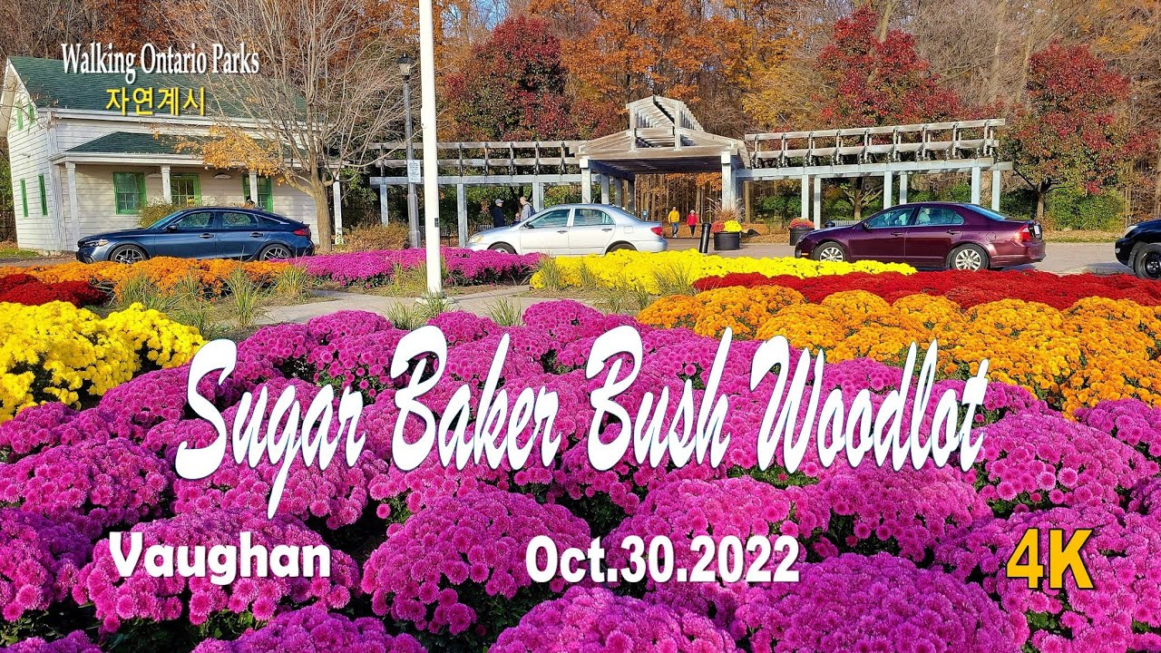 [4K] Sugar Baker Bush Woodlot, Vaughan [2022.10.30] - YouTube