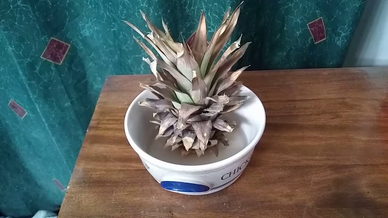 VR to NWA Prepper's April Prepper challenge - Disabled and Prepping ...