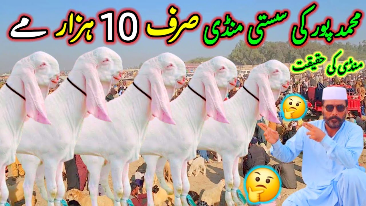 Muhammad Pur mandi ki new update heavy weight bakre aur mundre full ...