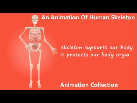 An Animation Of Human Skeleton - YouTube