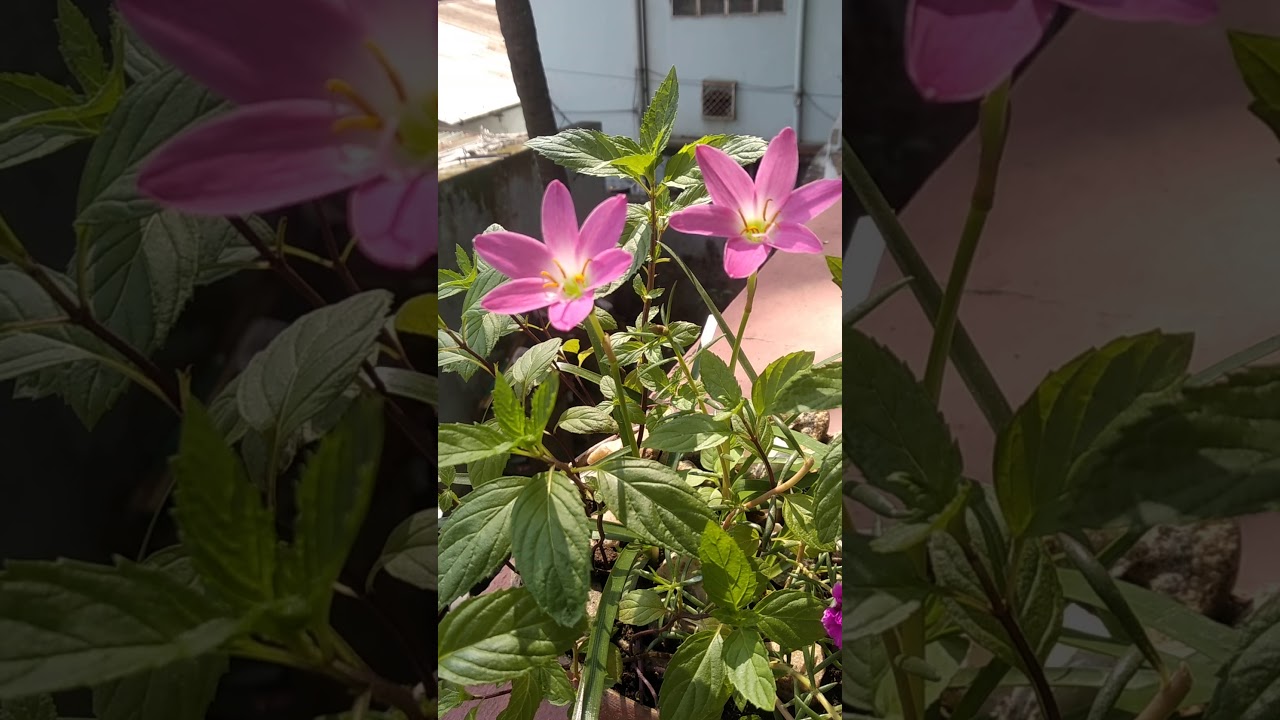 Pink Rain Lily - YouTube