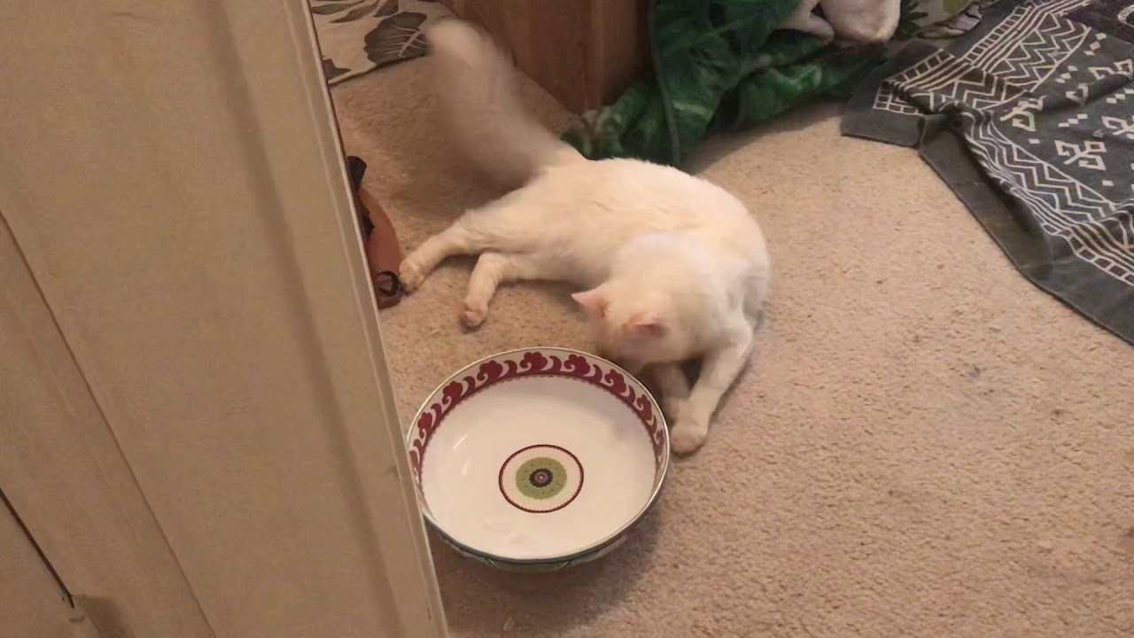 Cat Spills His Water On the Carpet - YouTube