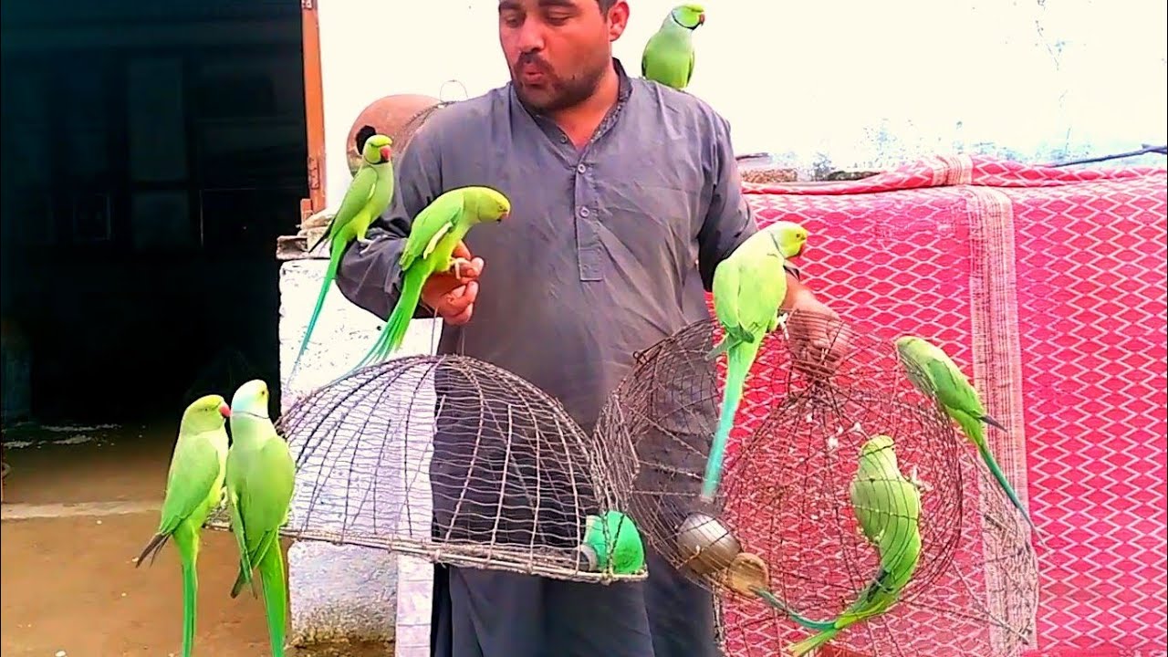 Parrots Full Train Parrot Fly to Open - YouTube