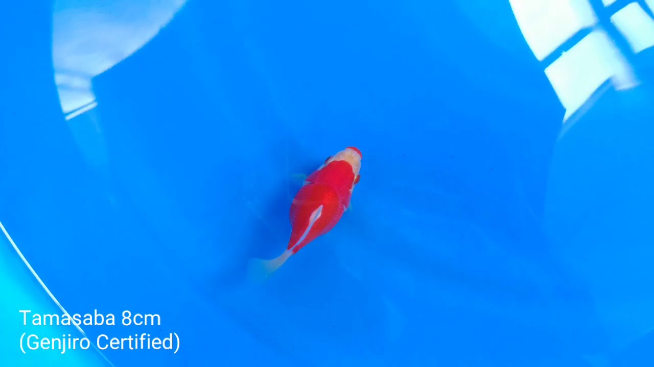 Japan Koi Tamasaba Fish Tosai Ikan Koi Import Tamasaba Genjiro Koi Farm ...