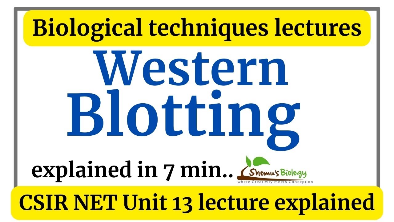 Western blotting technique animation | Western blotting principle ...