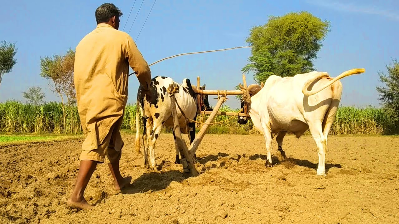 Old Culture of Punjab Village | Bulls Ploughing Field - YouTube
