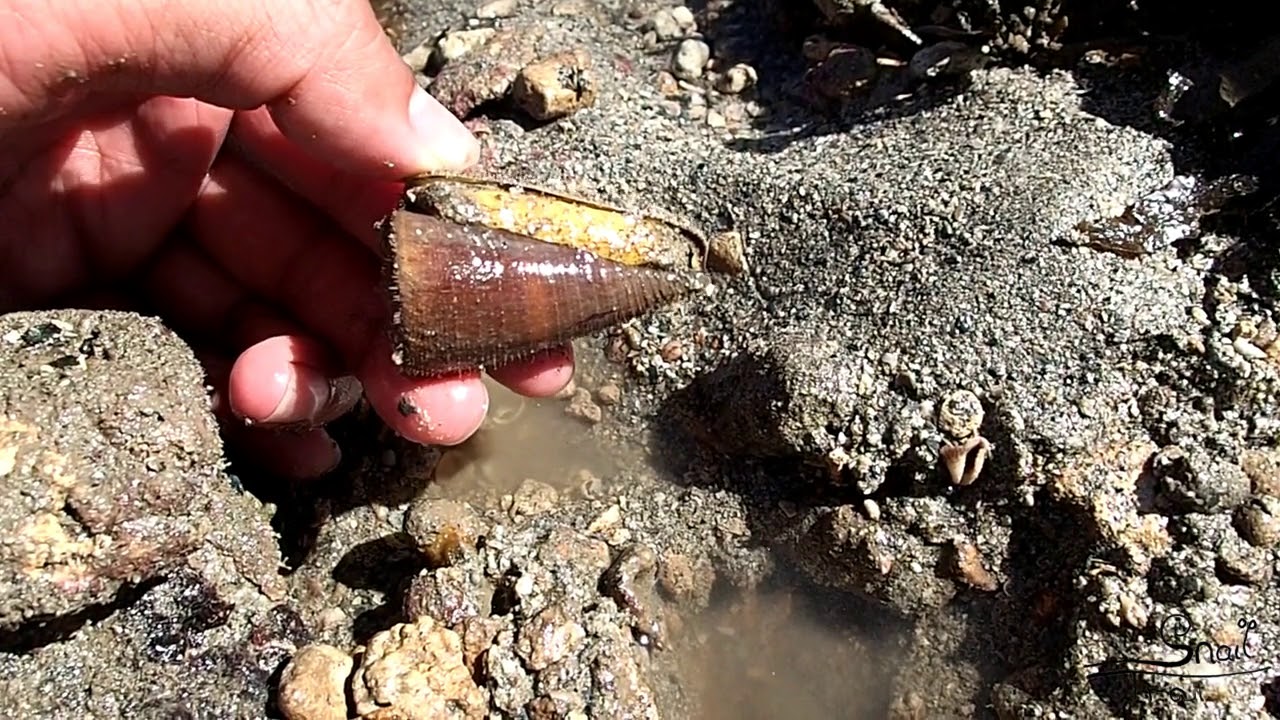 Conus planorbis - Ringed Cone - YouTube
