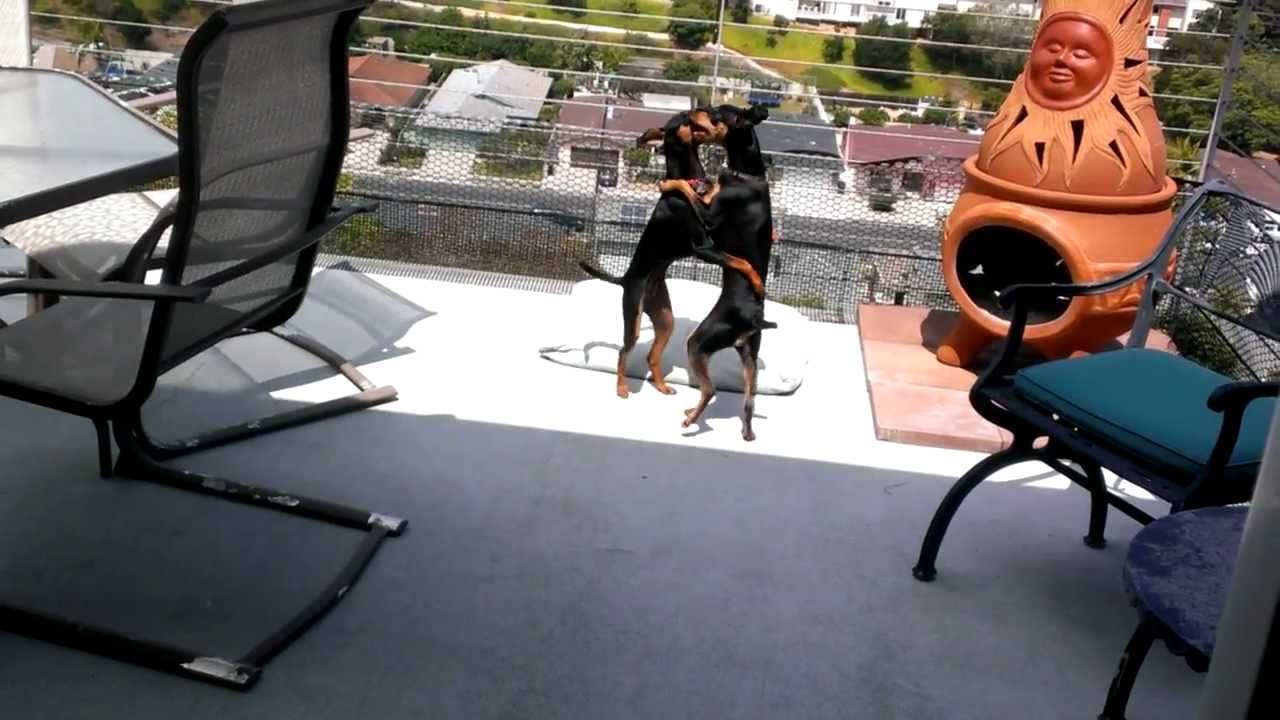 Video Dance Jake Harley - YouTube