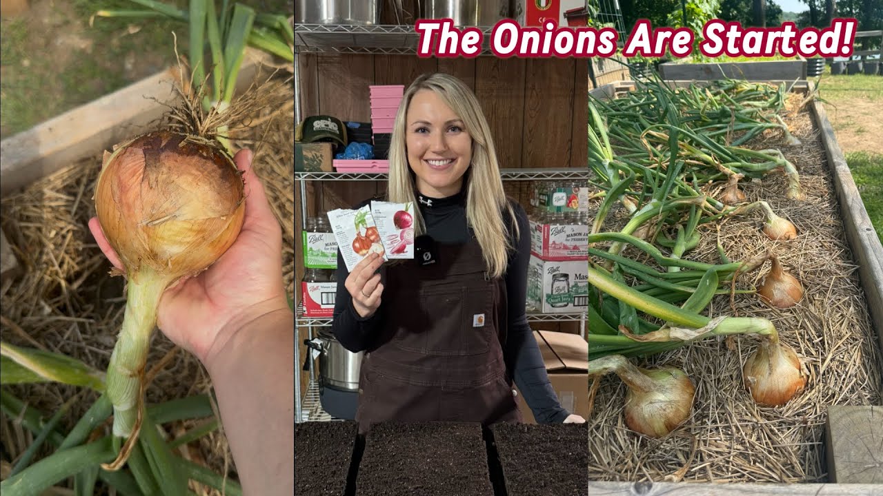 How to Grow BIG ONIONS From Seed - Everything You Need to Know - YouTube