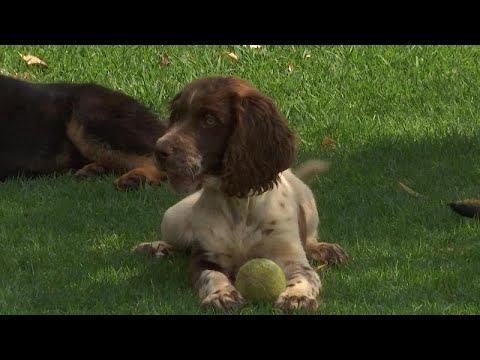 Köpekler Covid-19 hastalarını tespit etmek üzere eğitilebilir mi?