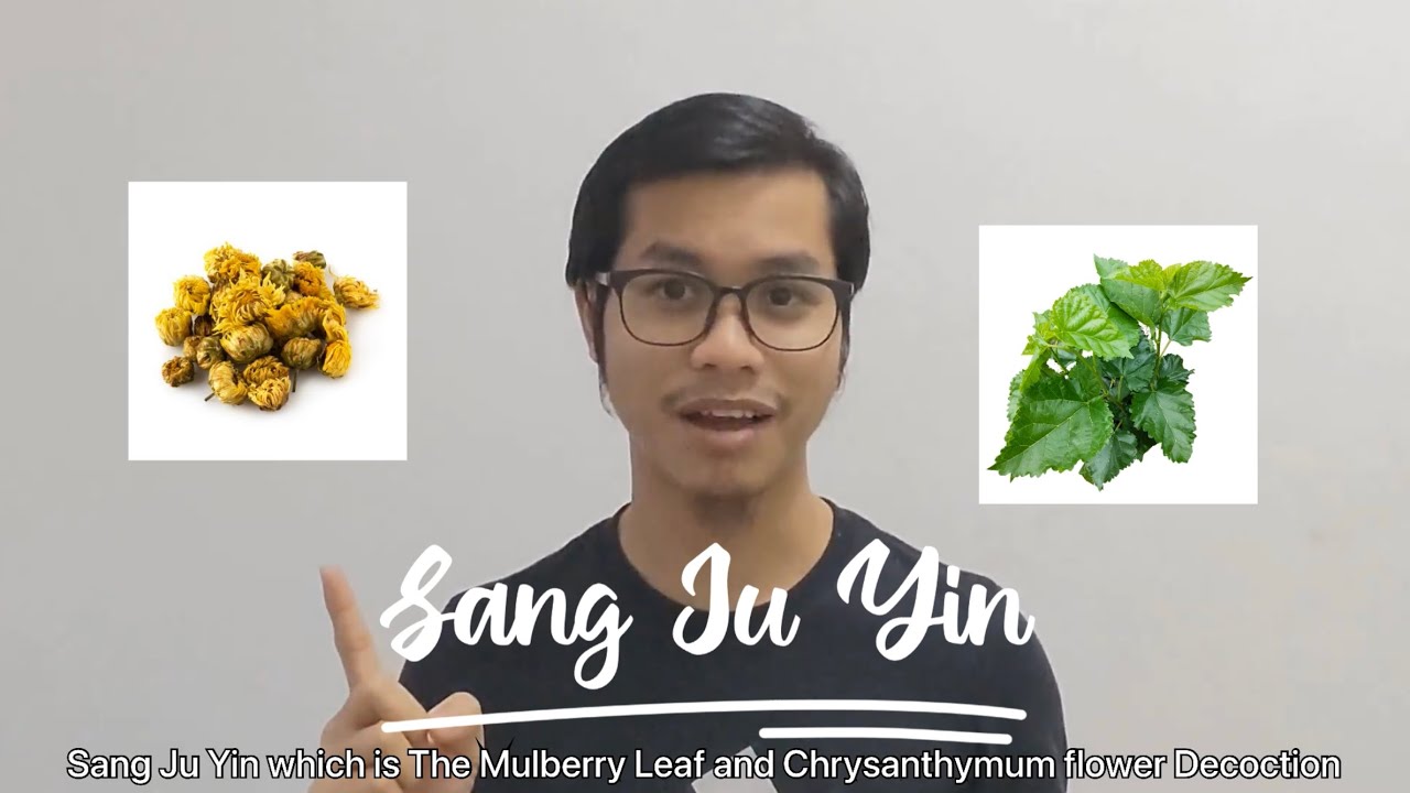 Sang Ju Yin - Mulberry & Crysanthemum Flower Decoction - TCM Chinese ...