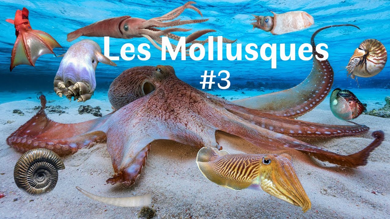Les Mollusques (Partie 3/3) - Céphalopodes (Zoologie) - YouTube