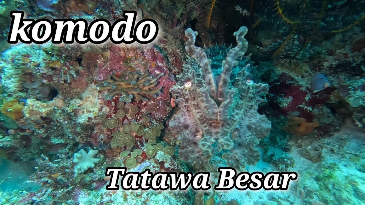 Diving Tatawa Besar – Stunning Coral Reefs & Marine Life in Komodo ...