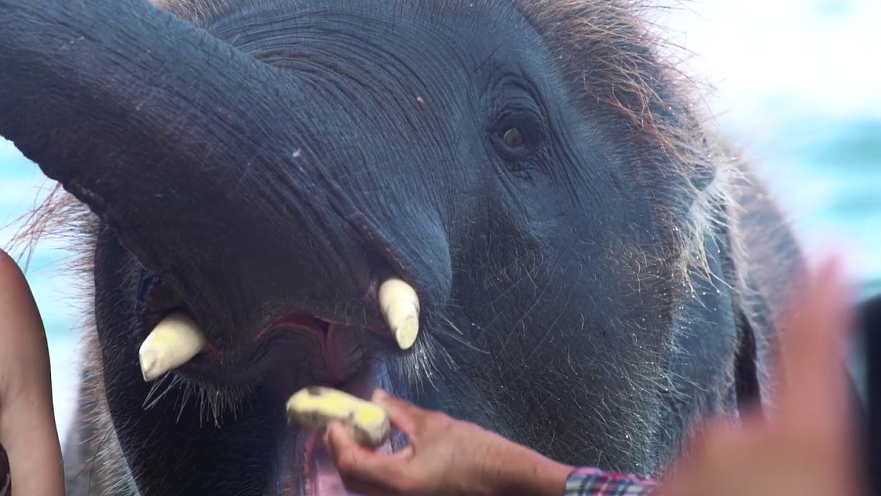The Dancing Elephant- Episode 2: Values for Children - YouTube