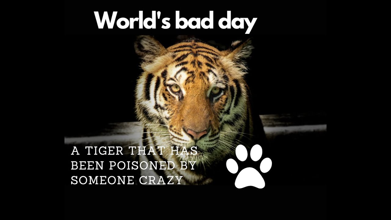 They say the tiger is king but why does it run away? - YouTube