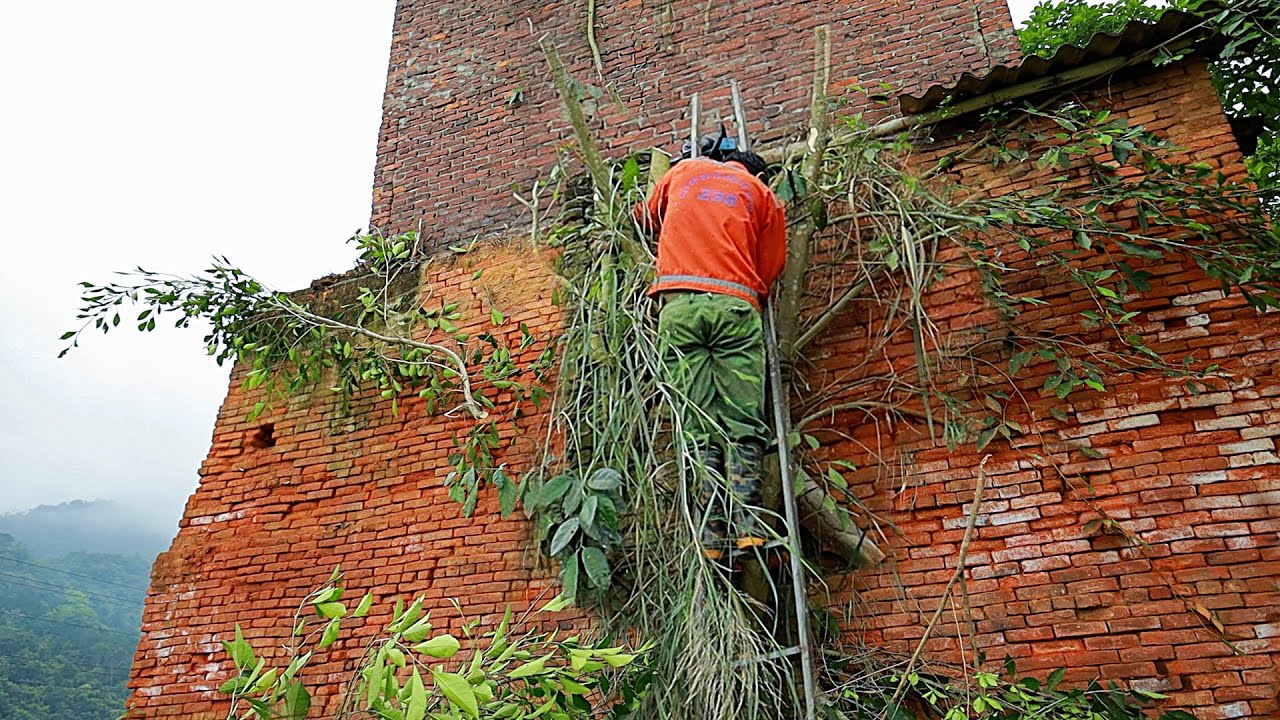 SHOCK!!! Clear the overgrown and creepy vines that have climbed up high ...