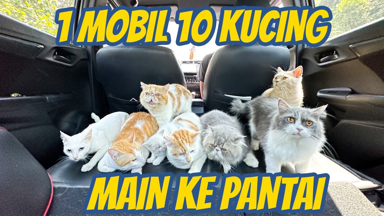 1 MOBIL VS 10 KUCING OTW PANTAI - YouTube