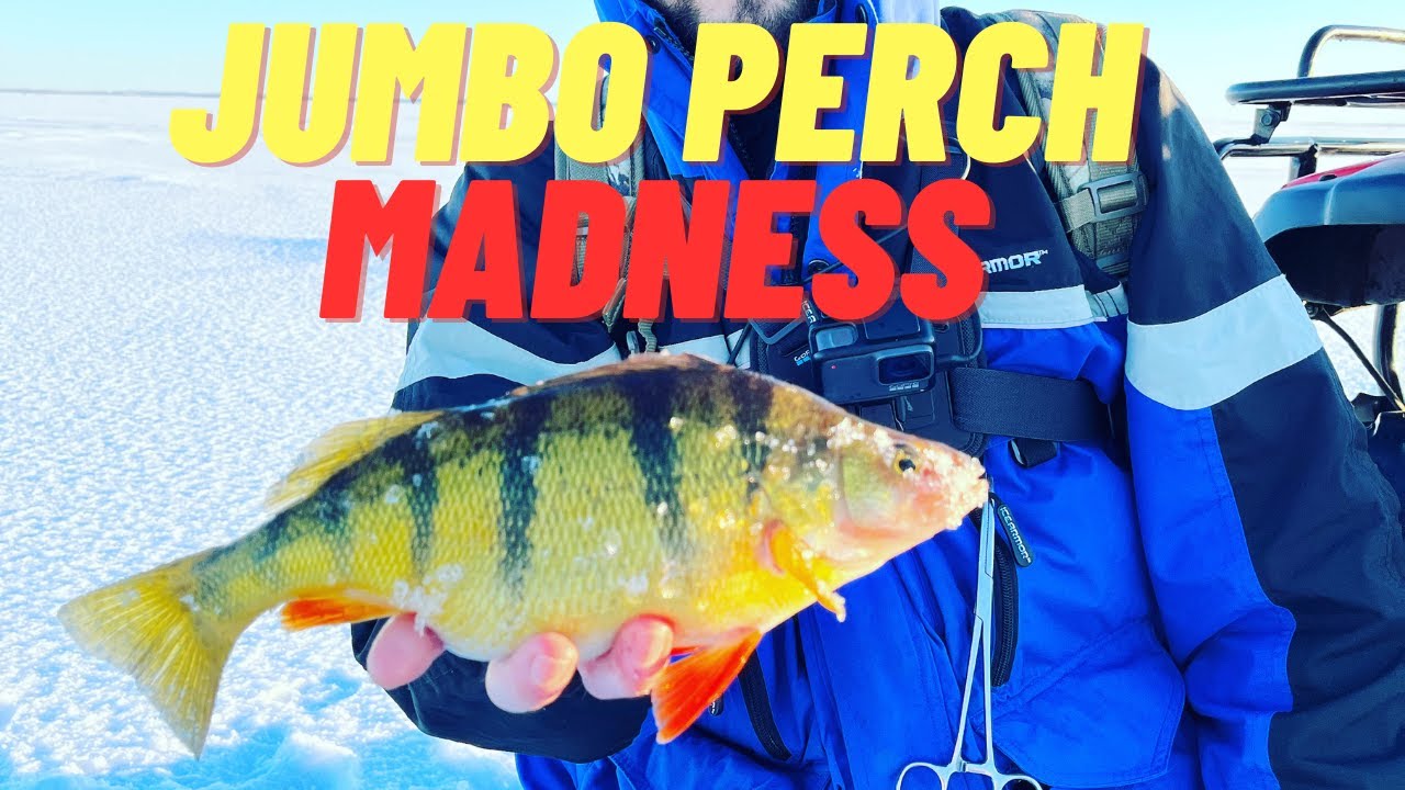 ICE FISHING LAKE WINNEBAGO - JUMBO Perch MADNESS!!! - YouTube