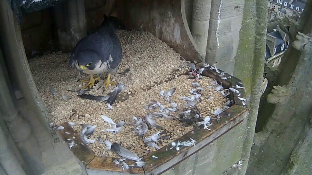 Peregrine Falcon Nest Box