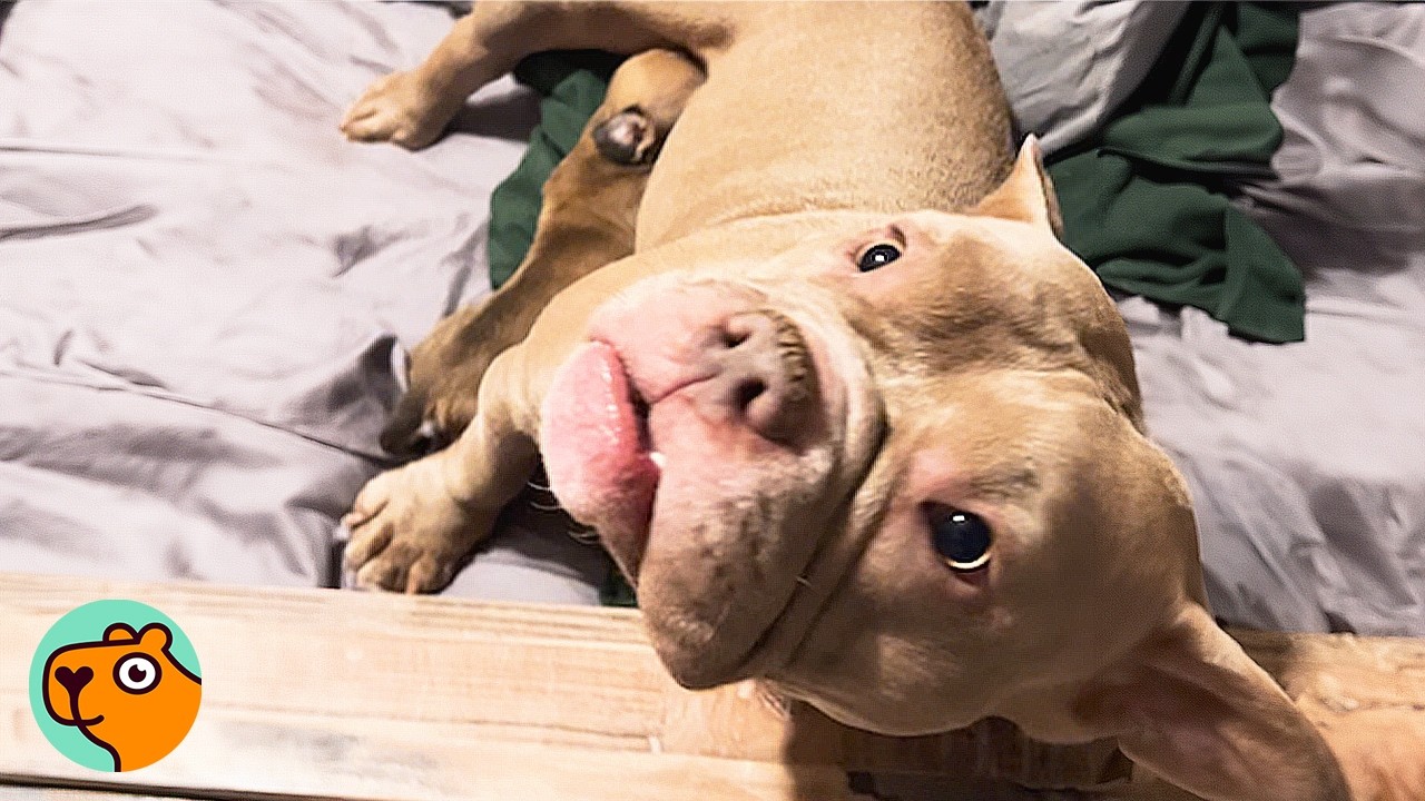 Loving Bully Adopts Puppies As Her Own, With A Surprise! | Cuddle ...