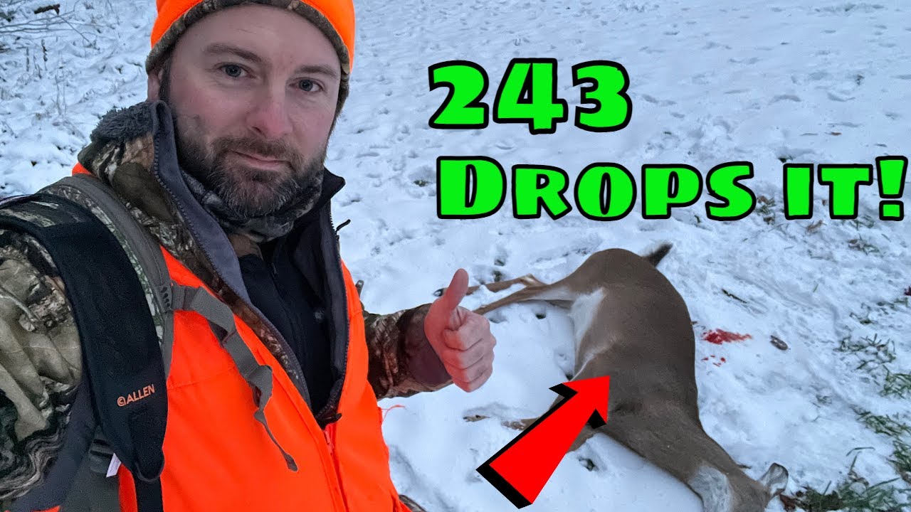 243 Rifle Deer Hunting Deer Drops In ITS TRACKS YouTube