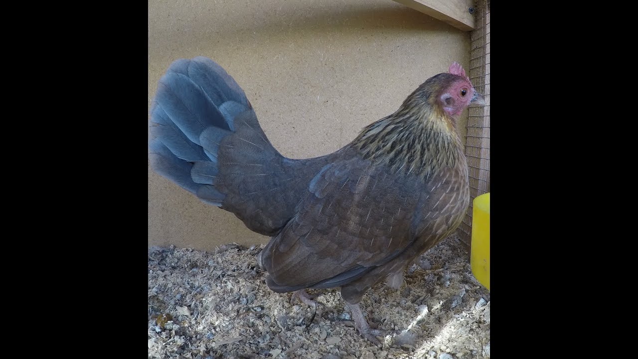 Nuevos ejemplares! Gallitos OEGB, Gallitos miniatura, San Diego CA😎 ...