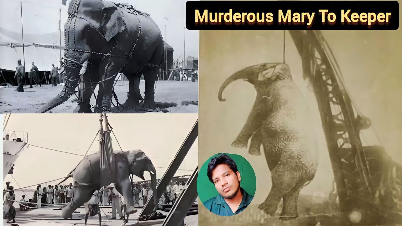Murderous Mary | a Female Elephant Murdered a Keeper in a United ...