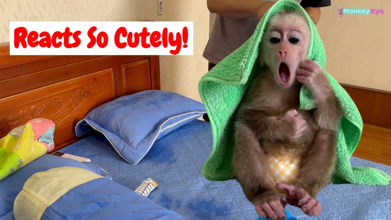 Baby monkey Kyo surprises her dad and reacts so cutely! - YouTube