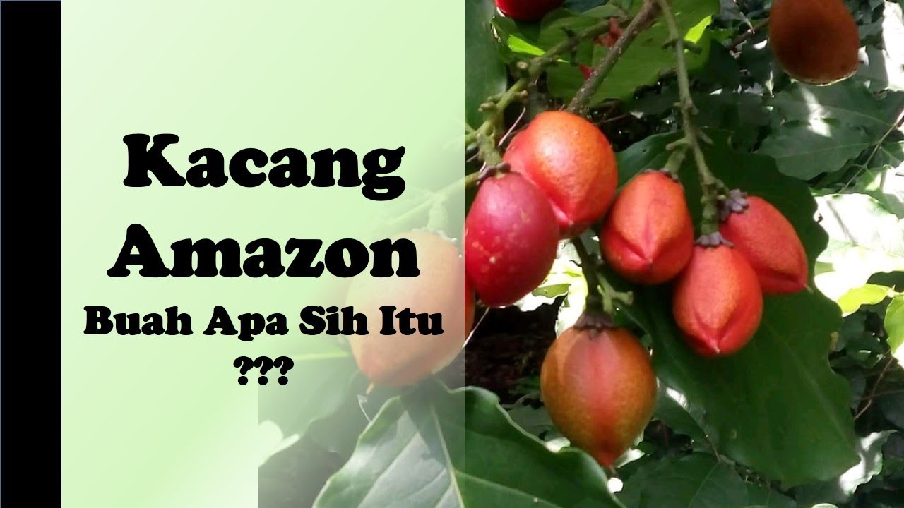 Kacang Amazon, Buah Apa Sih Itu ?? - YouTube