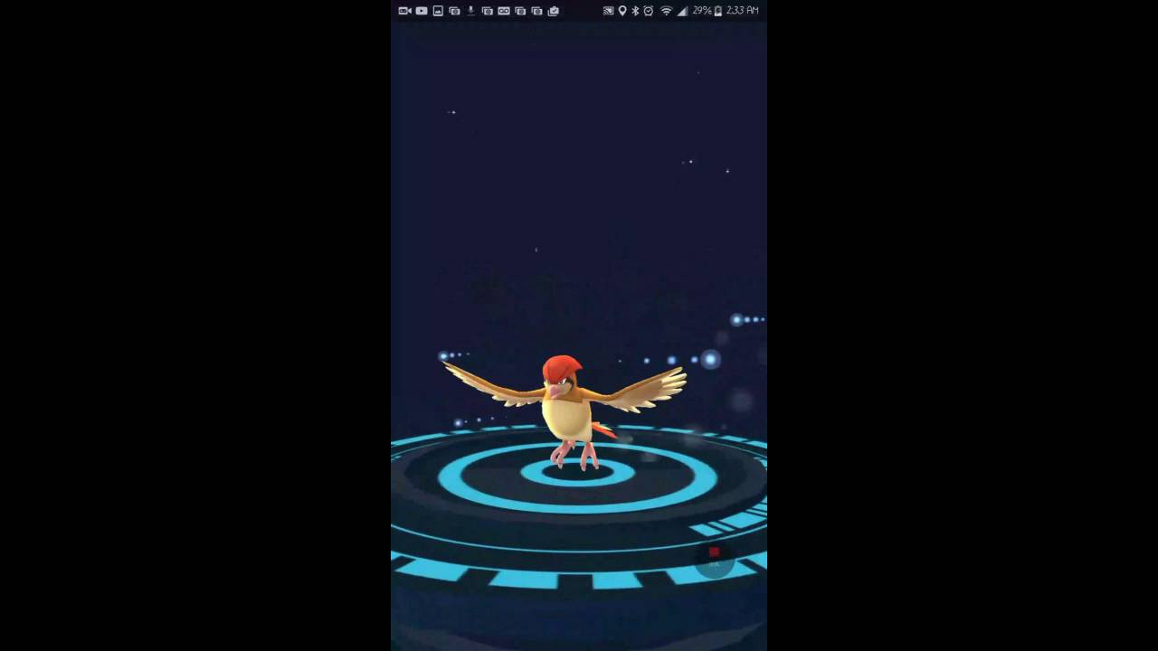 Pokemon Go Pidgeotto evolution - YouTube