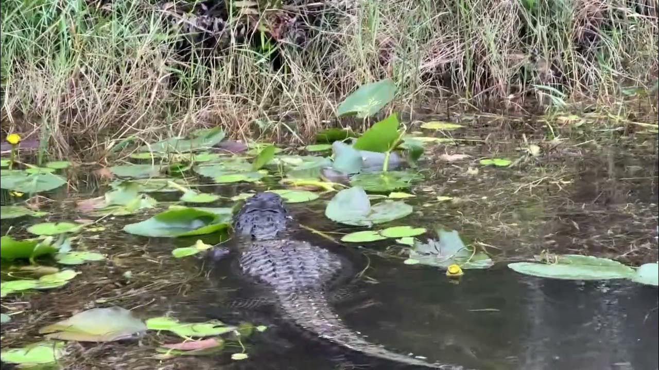 The alligator turn around 2023. December 30. Gater Park Miami - YouTube